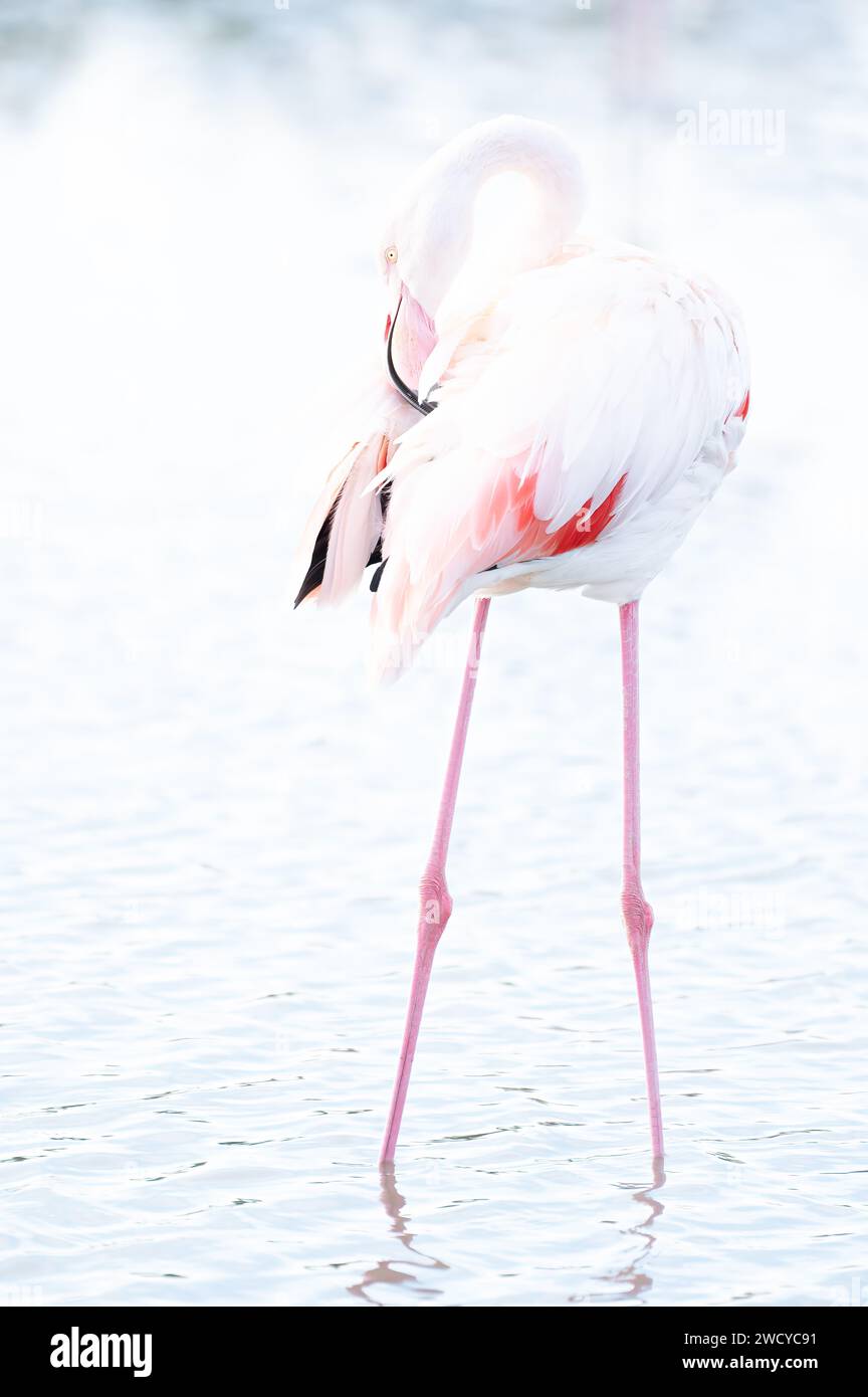 High key bird hi-res stock photography and images - Alamy