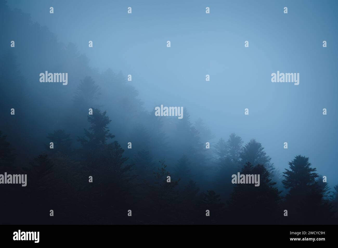 Dark pine forest mist hi-res stock photography and images - Alamy