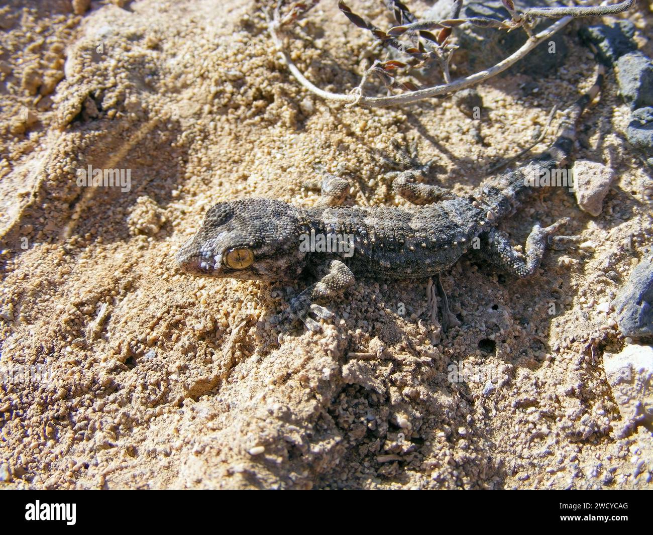 East Canary Gecko, Wall gecko Tarentola angustimentalis, on stone ...