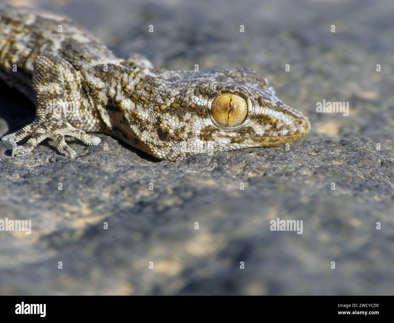 East Canary Gecko, Wall gecko Tarentola angustimentalis, on stone ...