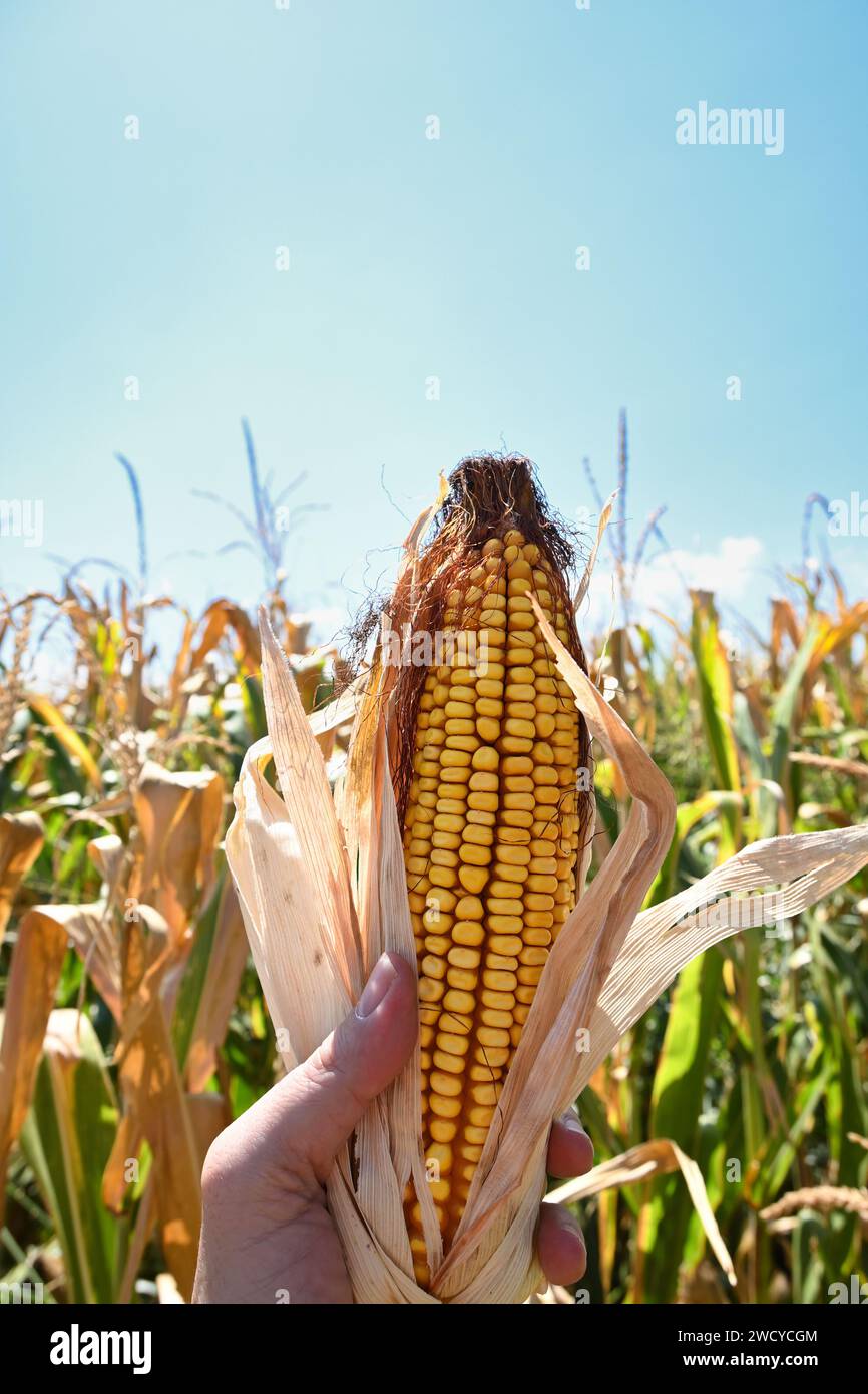 Ear corn in hand hi-res stock photography and images - Alamy