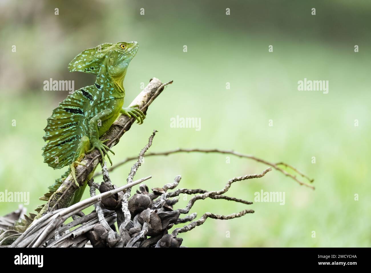 Basilisk on a tree hi-res stock photography and images - Alamy