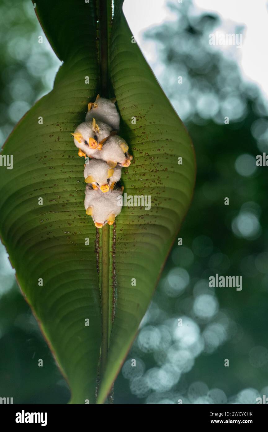 White bat tent hi-res stock photography and images - Alamy