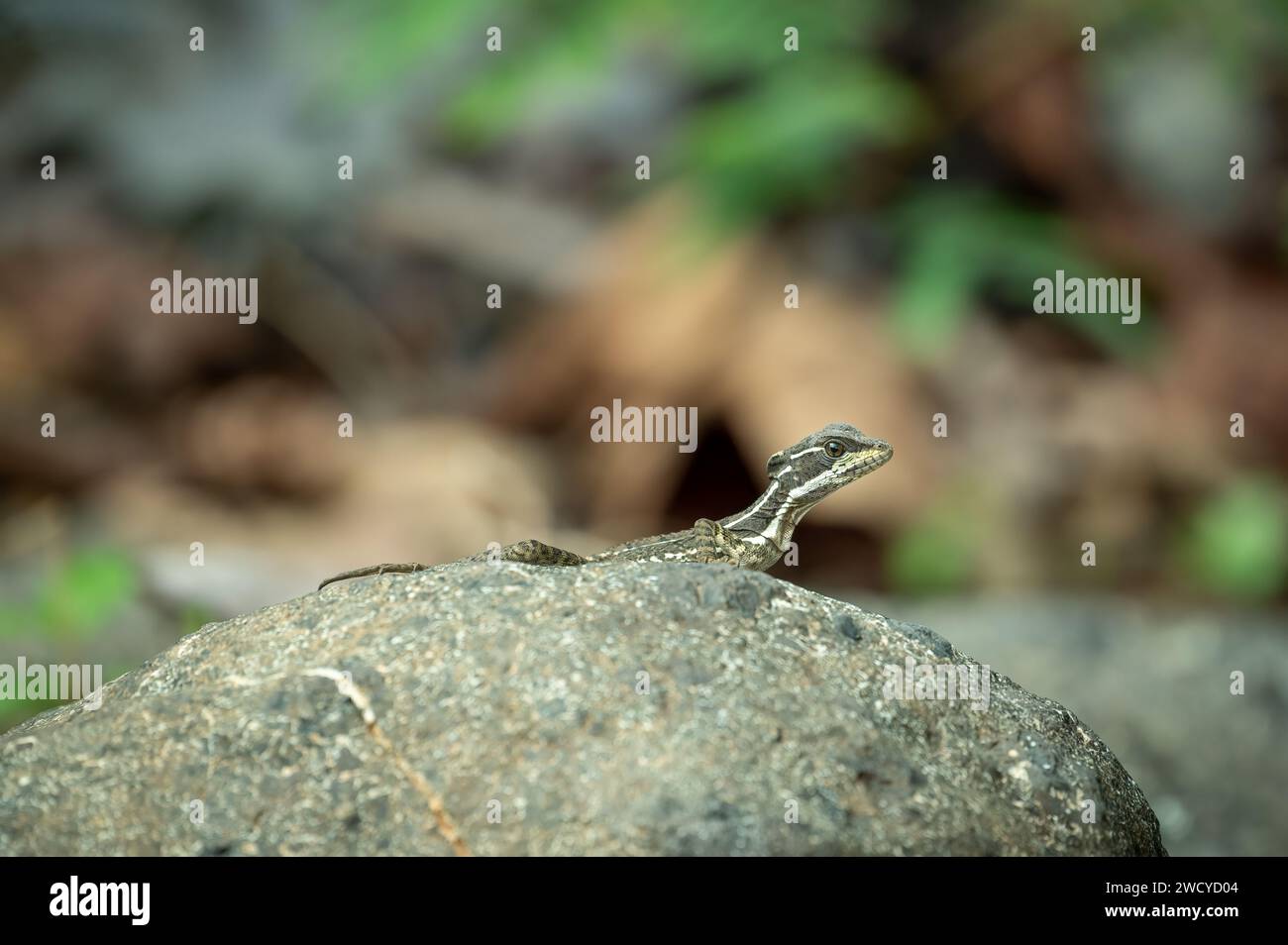 Green basilisk lizard water hi-res stock photography and images - Alamy