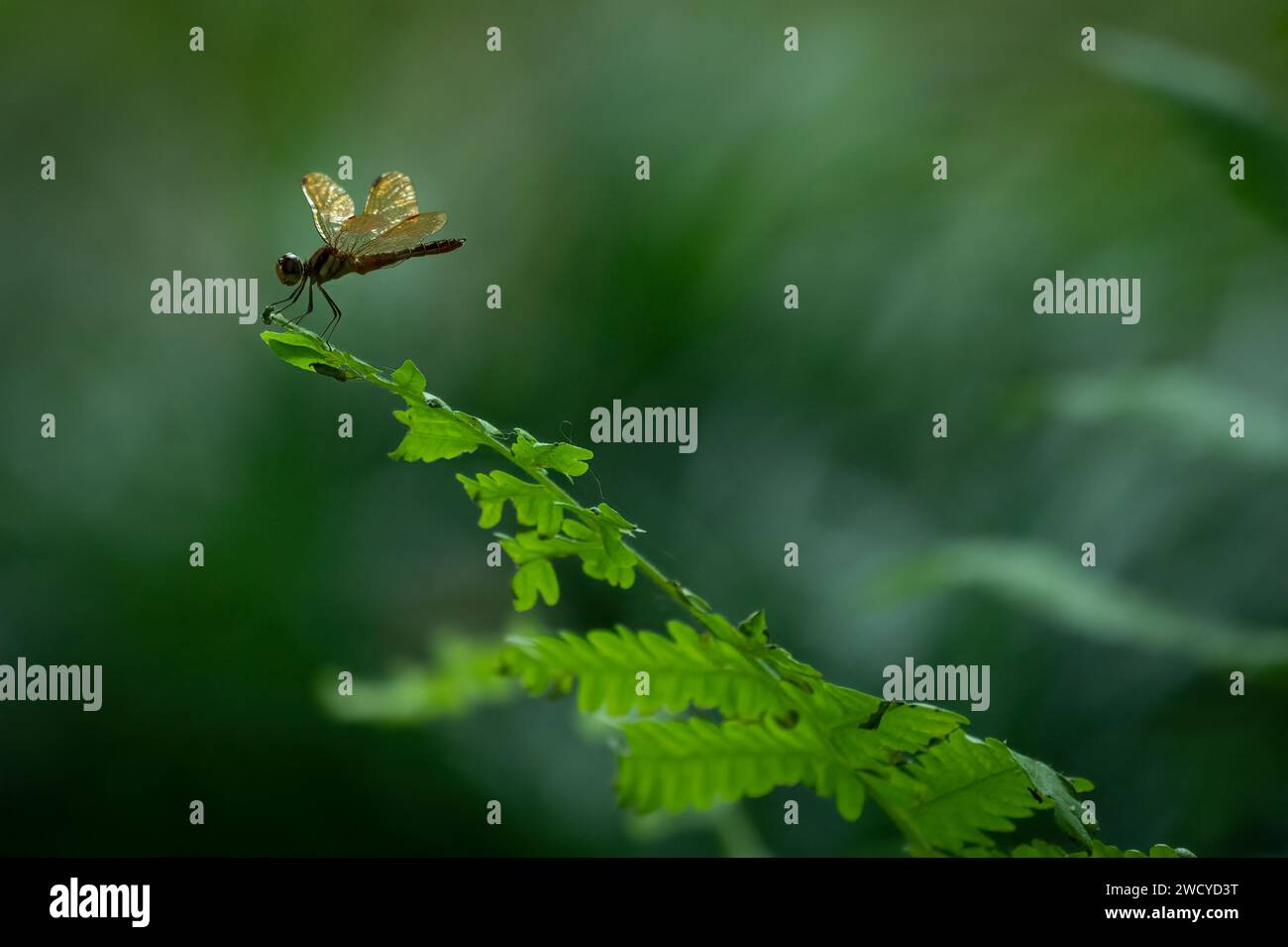 Amber wing dragonfly hi-res stock photography and images - Alamy