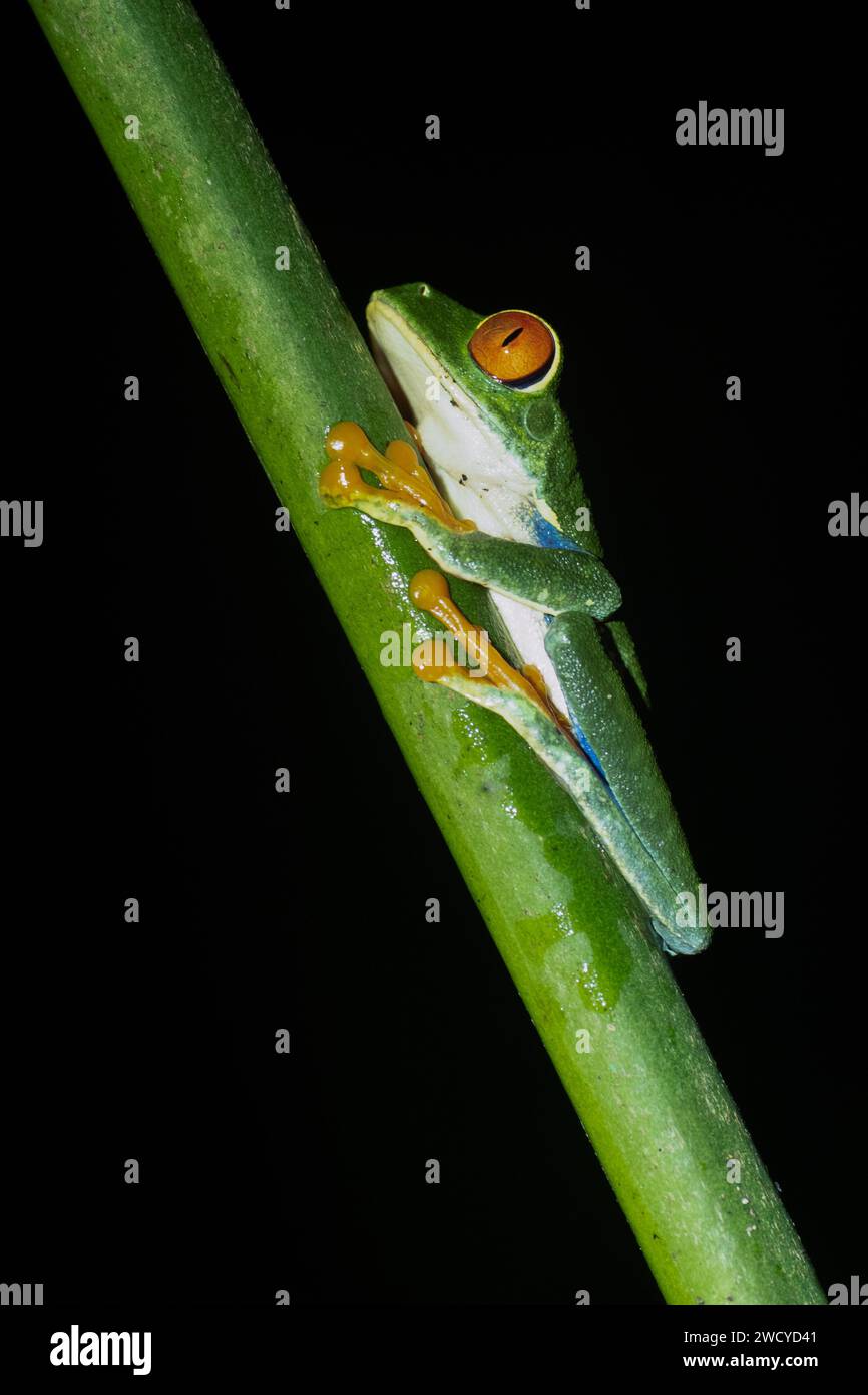 Red eyed leaf frog pacific hi-res stock photography and images - Alamy