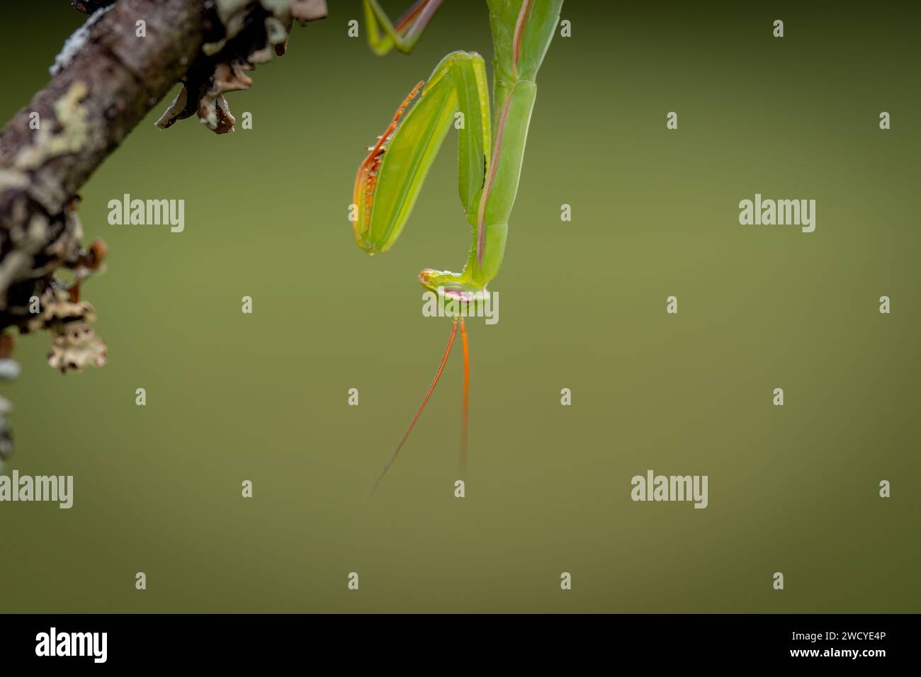 Insect portrait photography hi-res stock photography and images - Alamy