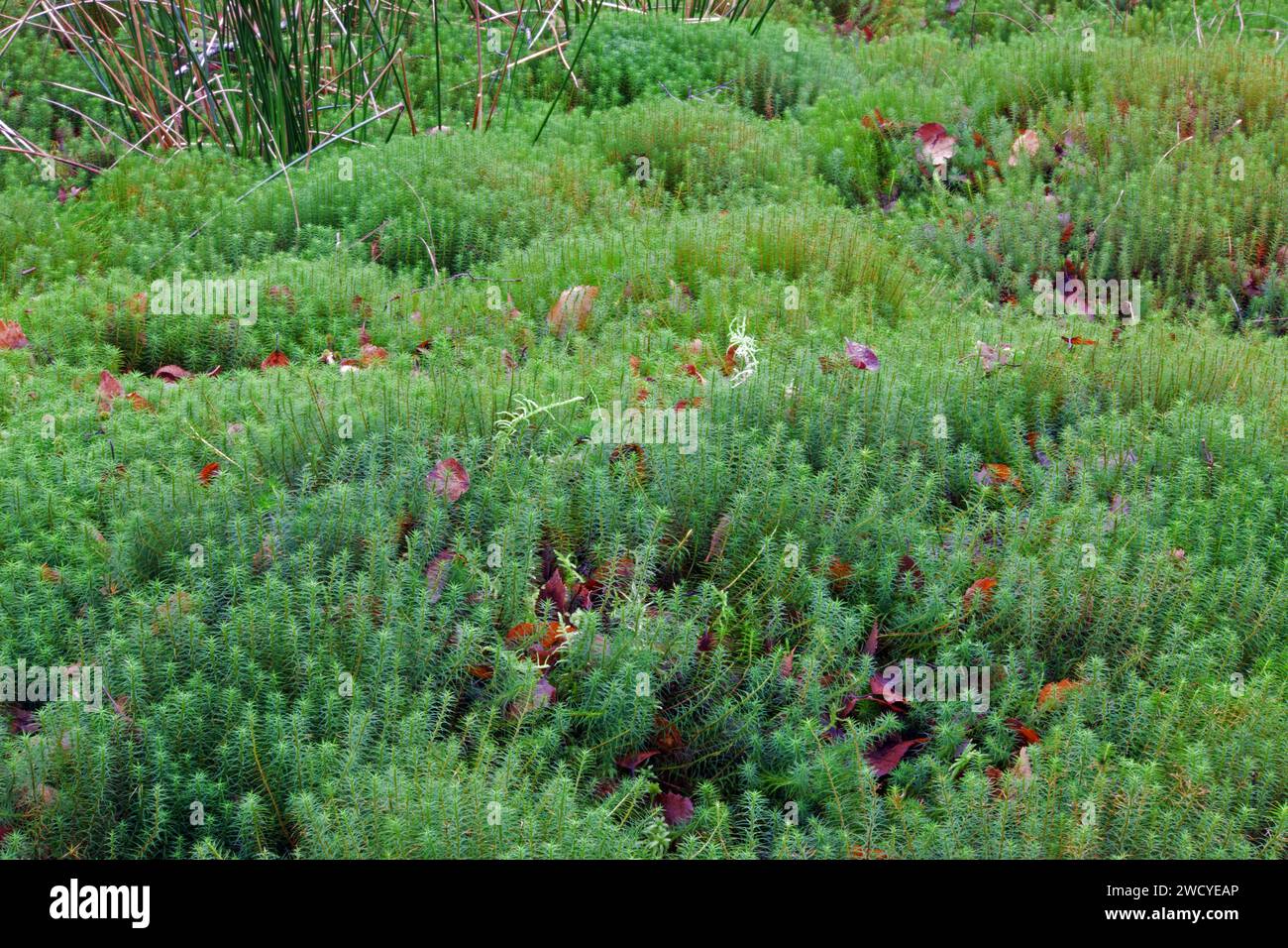 The moss Polytrichum commune typically grows in bogs, wet heathland and ...