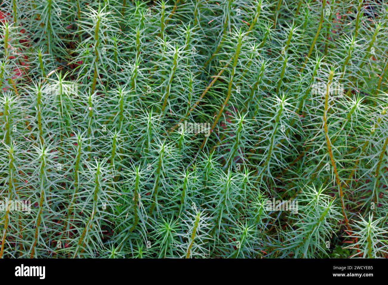 The moss Polytrichum commune typically grows in bogs, wet heathland and ...