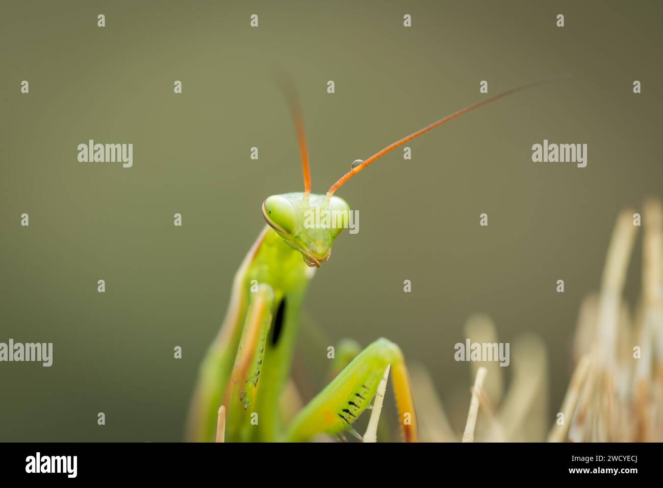 Insect portrait photography hi-res stock photography and images - Alamy
