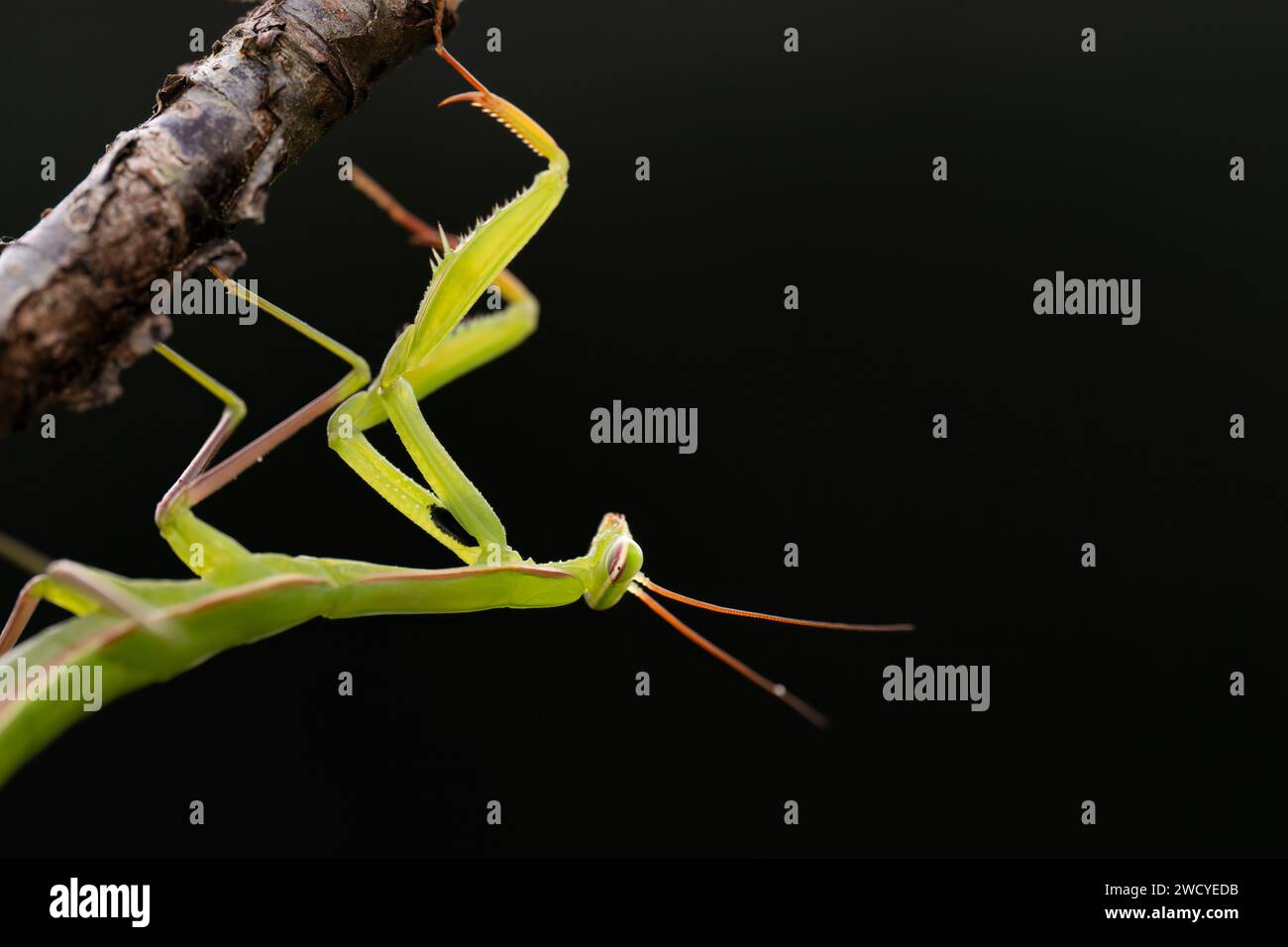 Mantis religiosa tropical hi-res stock photography and images - Alamy