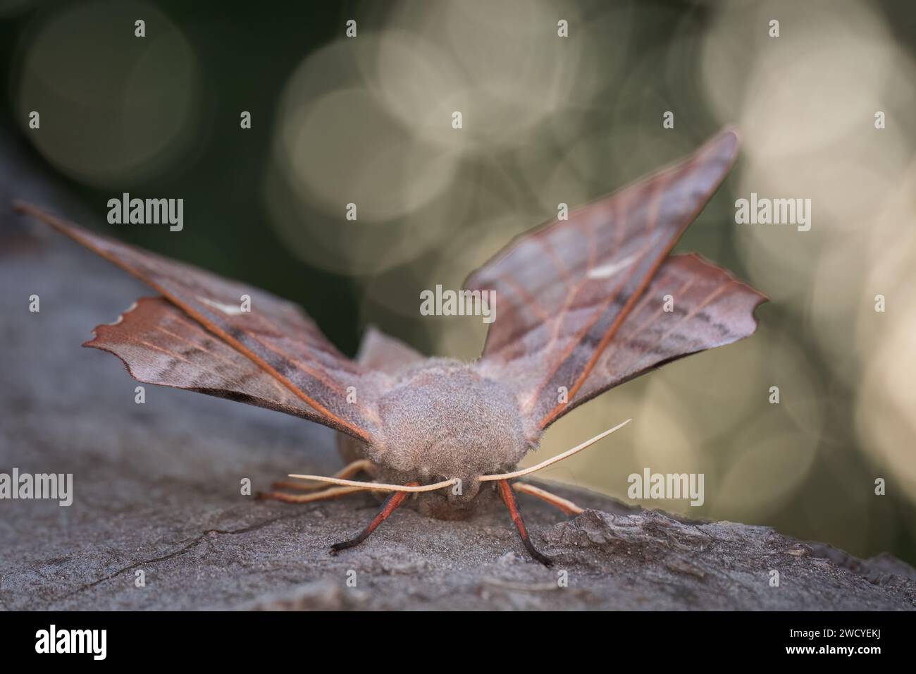 Brown colored moth hi-res stock photography and images - Alamy