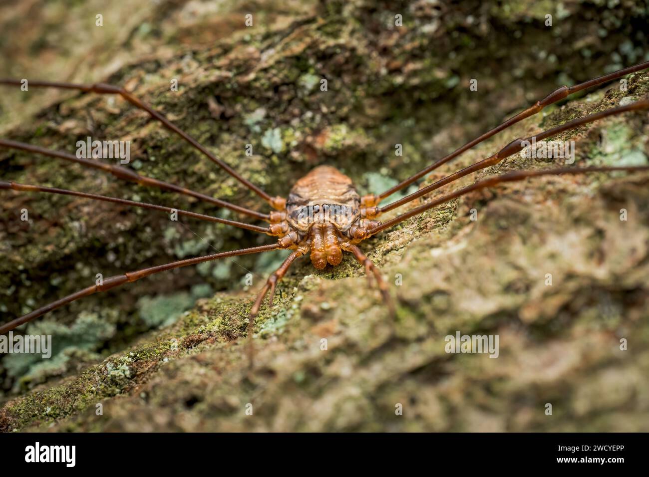 Animal tree harvester hi-res stock photography and images - Alamy