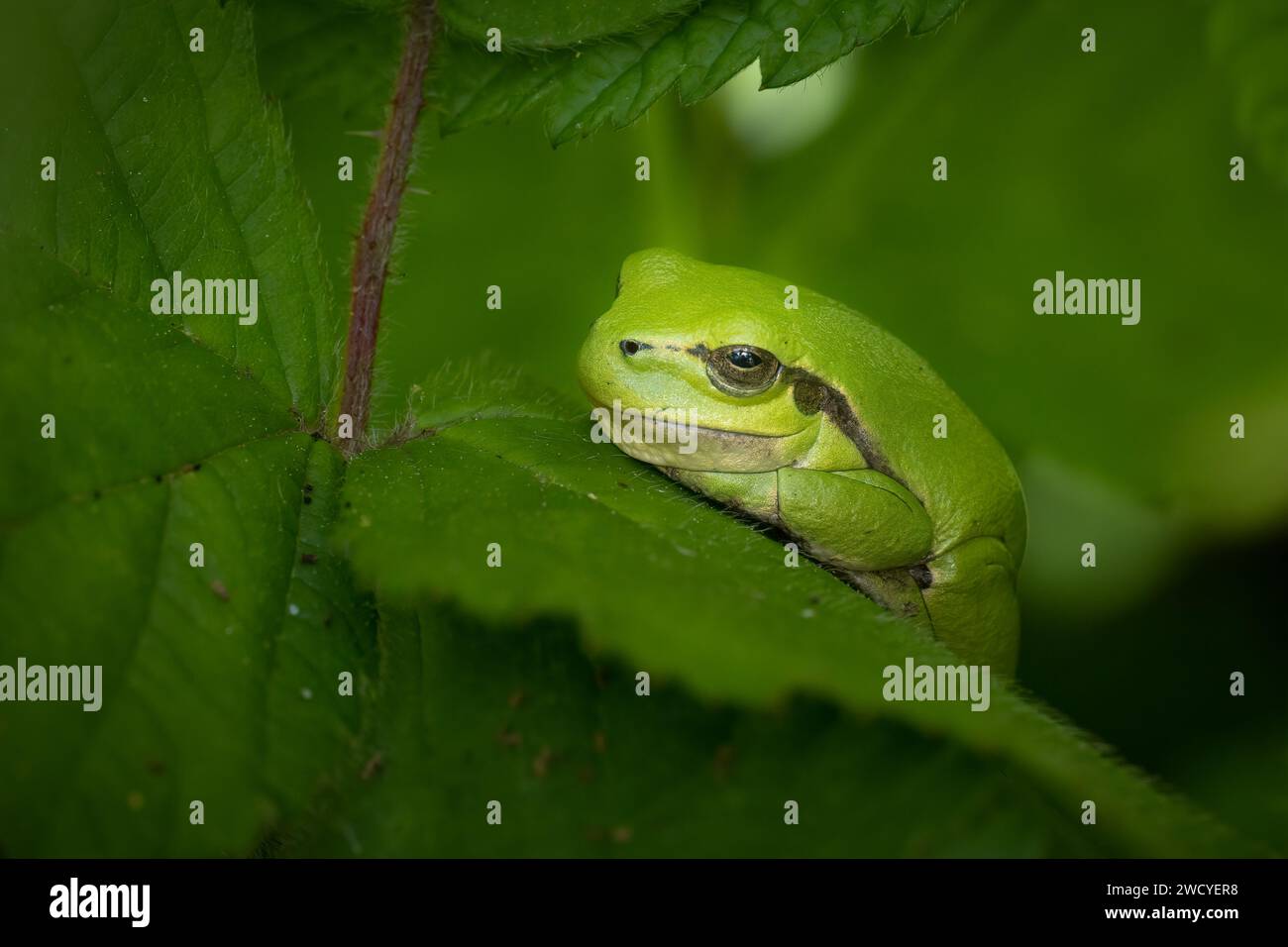 European tree frog treefrog hi-res stock photography and images - Alamy