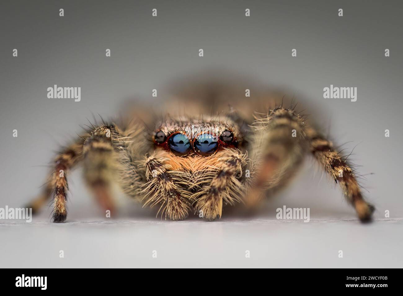 Amazing world of spider hi-res stock photography and images - Alamy