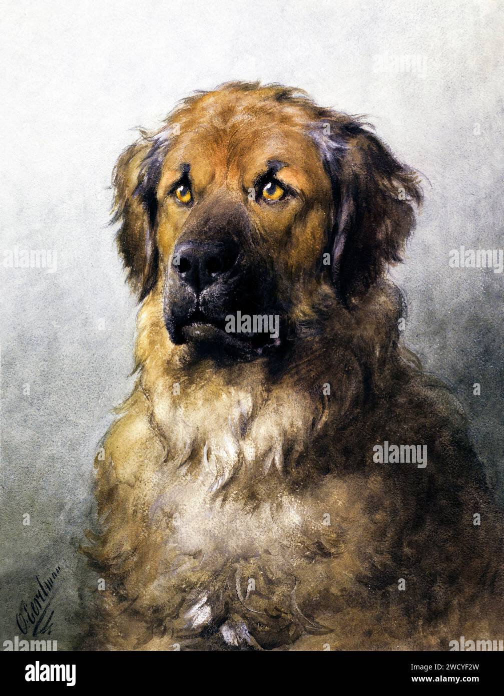 Leonberger puppy hi-res stock photography and images - Alamy