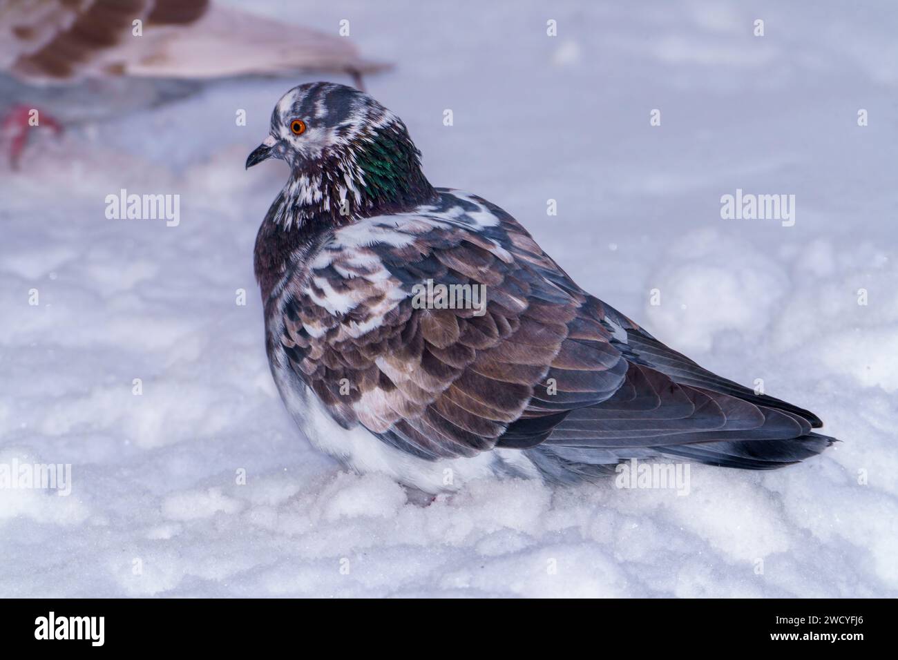 Columba livia Family Columbidae Genus Columba Rock dove Rock pigeon ...