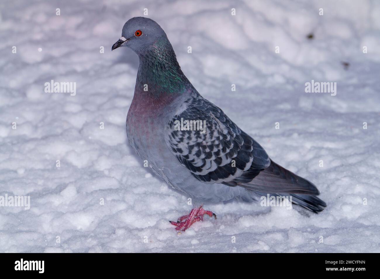 Columba livia Family Columbidae Genus Columba Rock dove Rock pigeon ...
