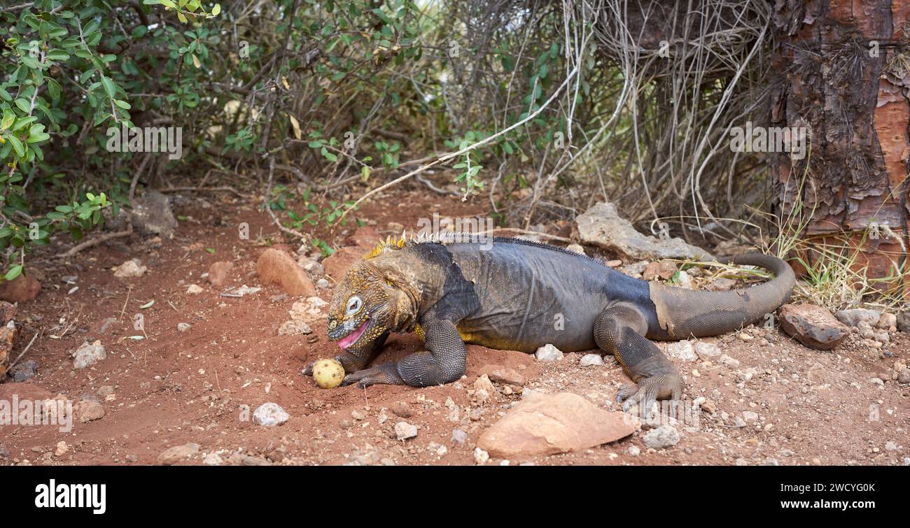 Galapagos land iguana eating the fruit of an Opuntia echios, Galapagos ...