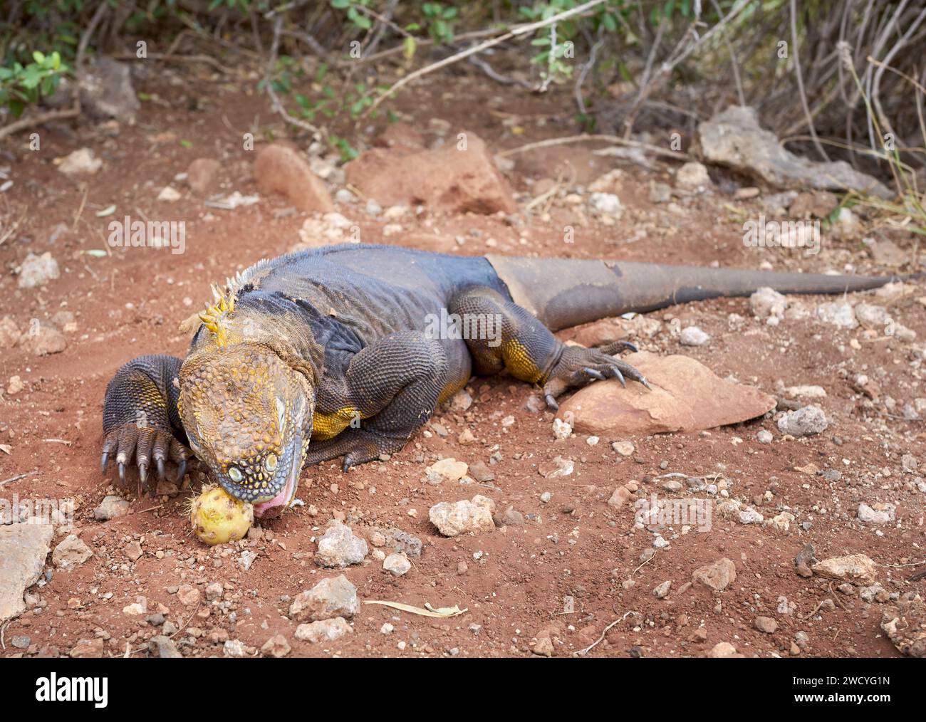 Galapagos land iguana eating the fruit of an Opuntia echios, Galapagos ...