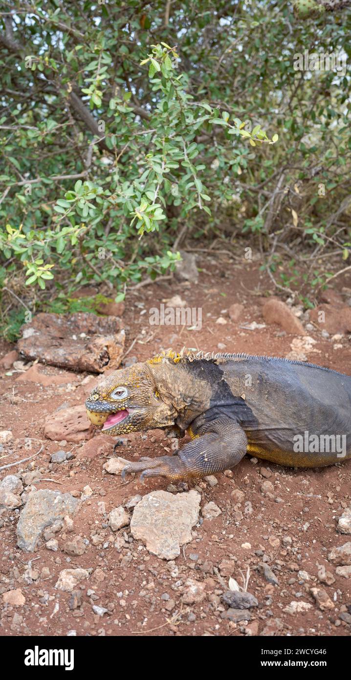 Galapagos land iguana eating the fruit of an Opuntia echios, Galapagos ...