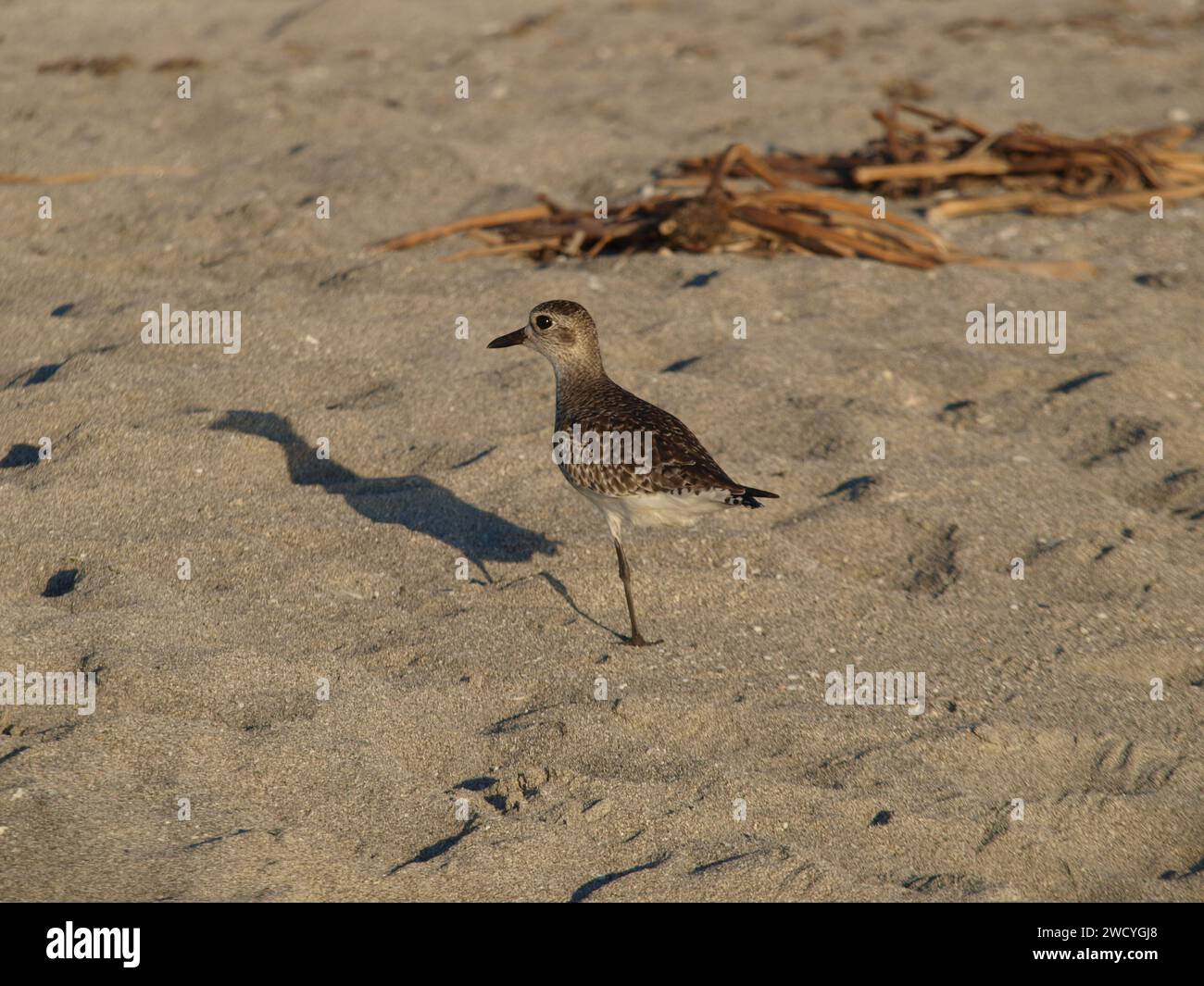 Sandpiper bird standing on one leg in the beach Stock Photo - Alamy