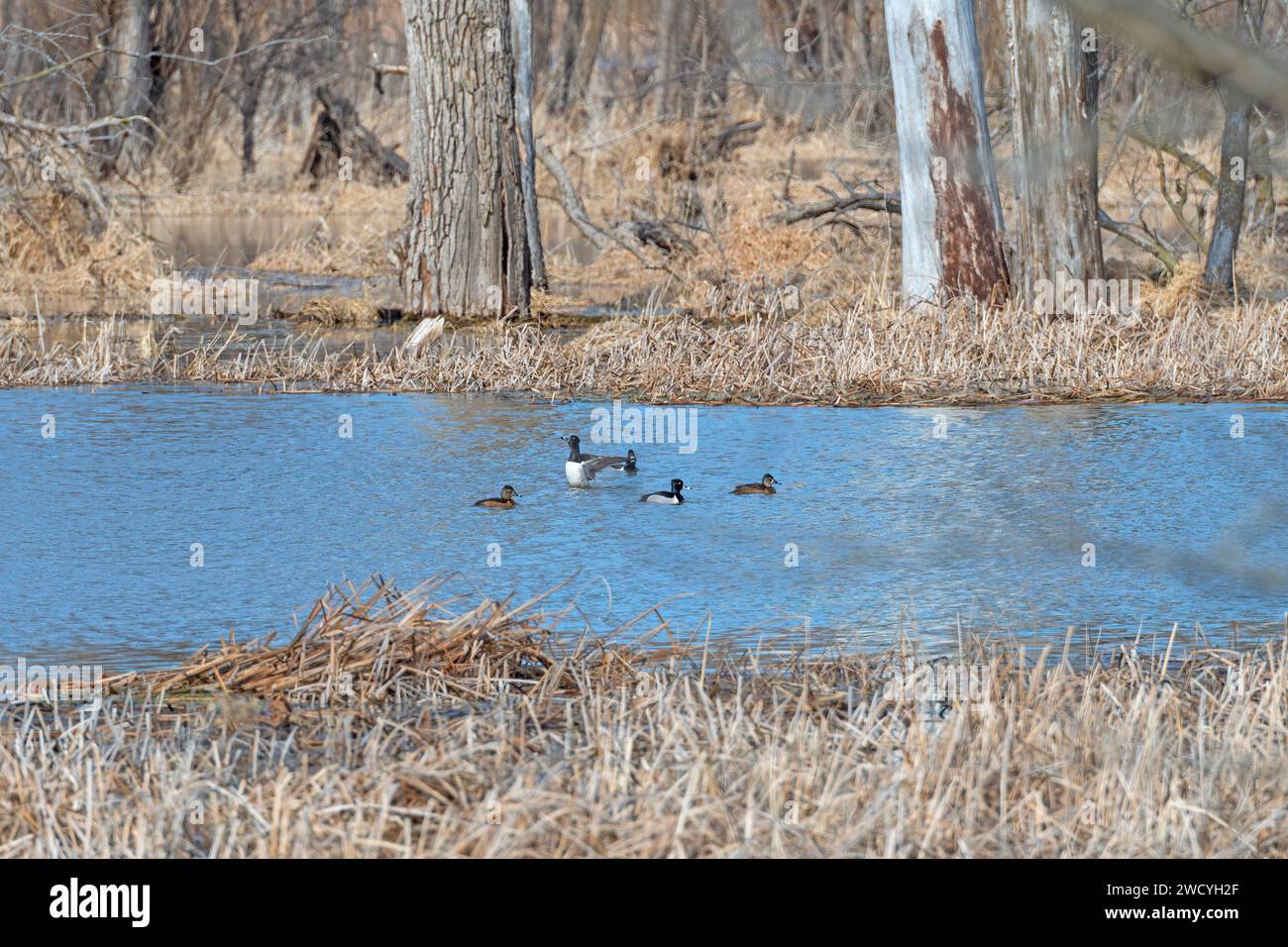 Ring Necked Ducks in a Mississippi River Backwater Bayou in the ...