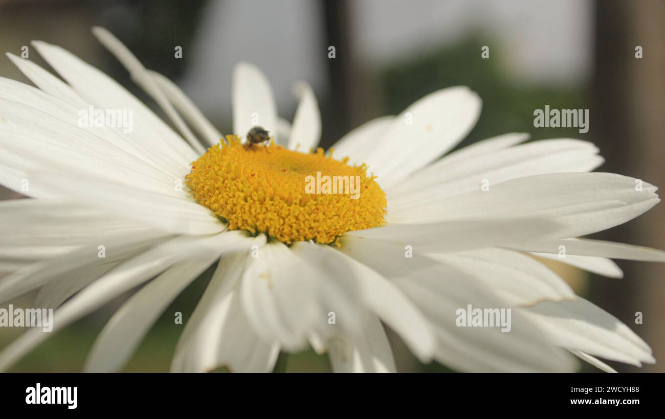 Lawn daisy photo hi-res stock photography and images - Alamy