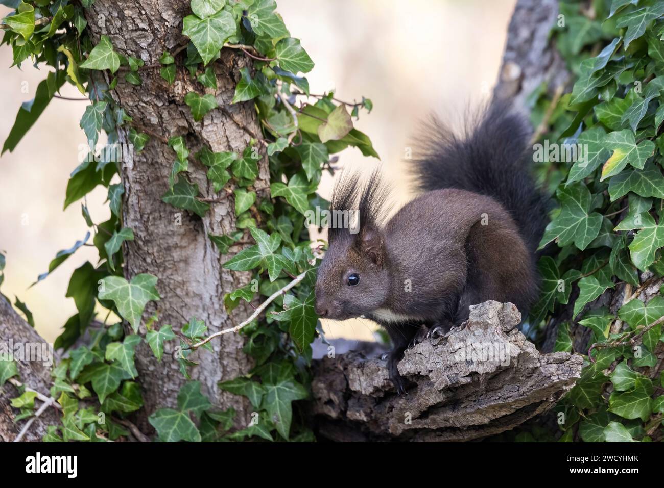 The red squirrel or Eurasian red squirrel (Sciurus vulgaris) in Italy ...
