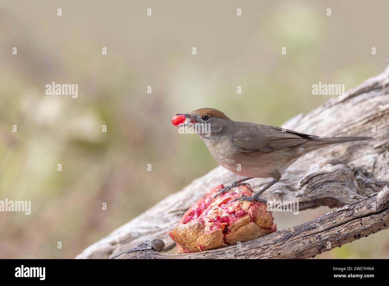 The Eurasian blackcap (Sylvia atricapilla) , small passerine bird ...