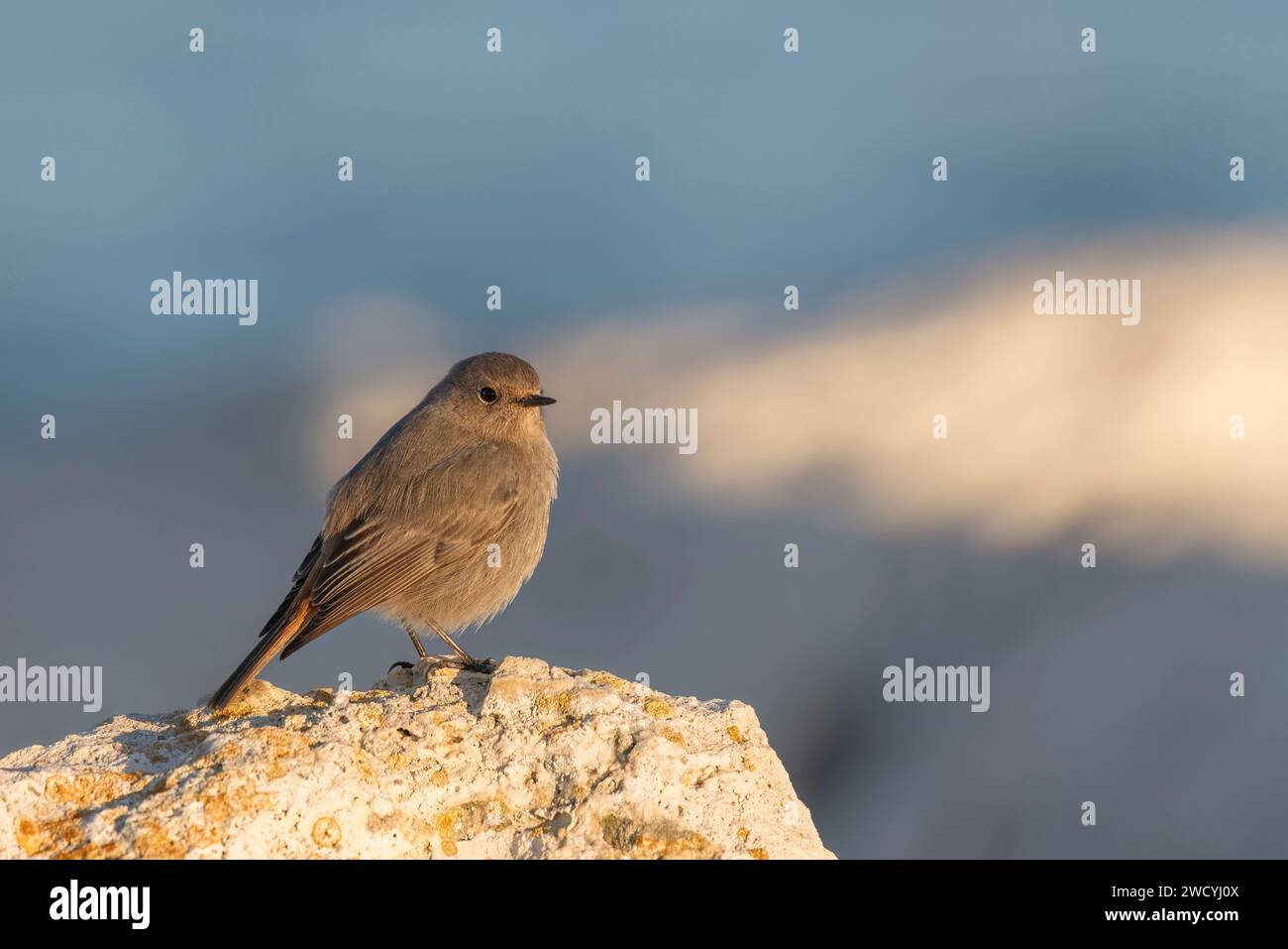 The black redstart female (Phoenicurus ochruros), on a rock inside the ...