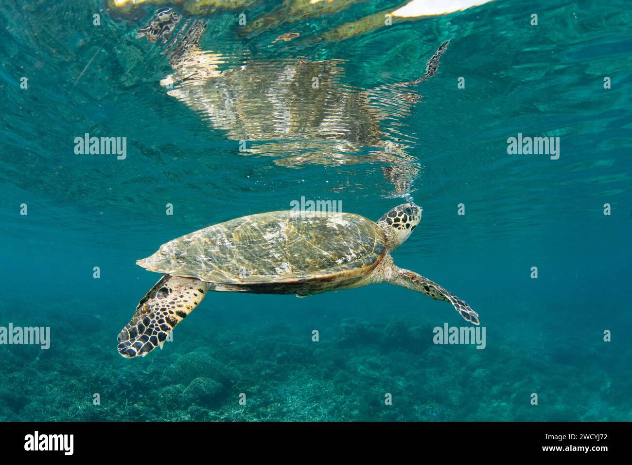 A Hawksbill sea turtle, Eretmochelys imbricata, rises to breathe above ...
