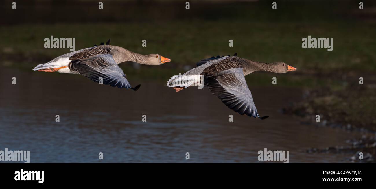 Geese flying high in sky hi-res stock photography and images - Alamy