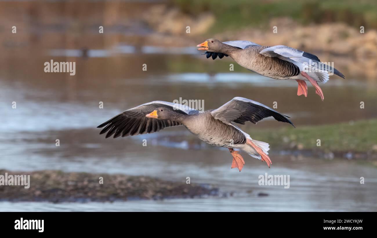 Geese flying high in blue hi-res stock photography and images - Alamy