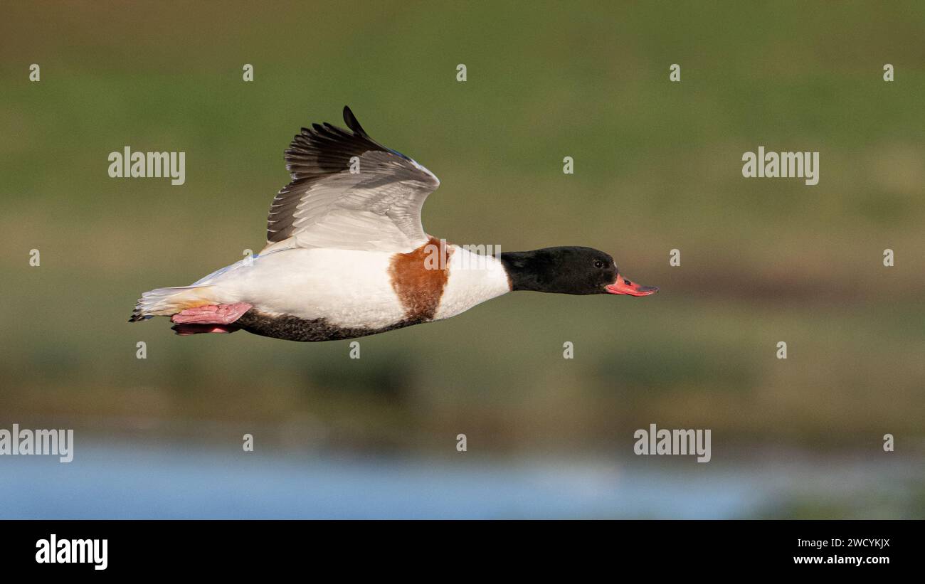 Common Shelduck (Tadorna tadorna), flying Stock Photo - Alamy