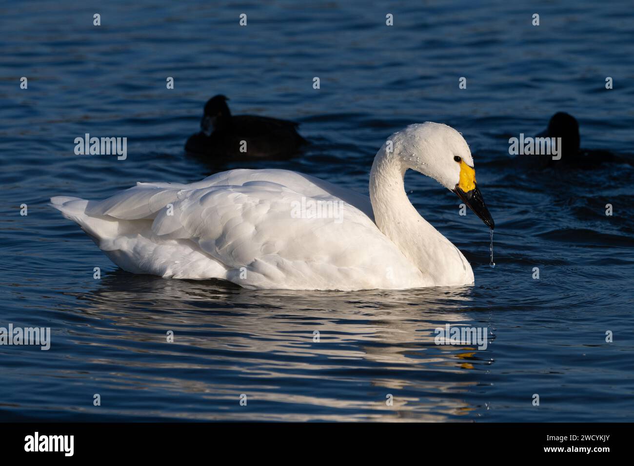 Cygnus (columbianus) bewickii hi-res stock photography and images - Alamy