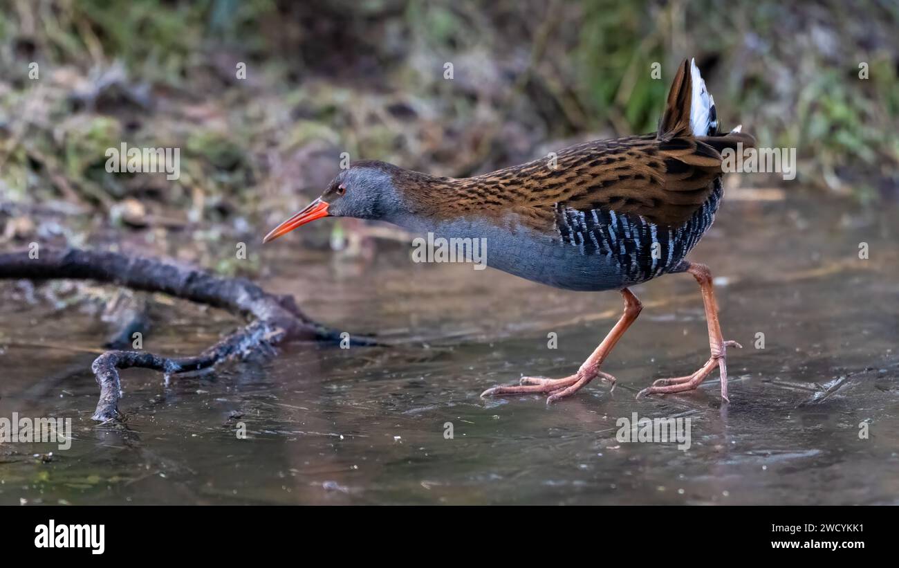 Water Rail (Rallus aquaticus) Walking on Ice Stock Photo - Alamy