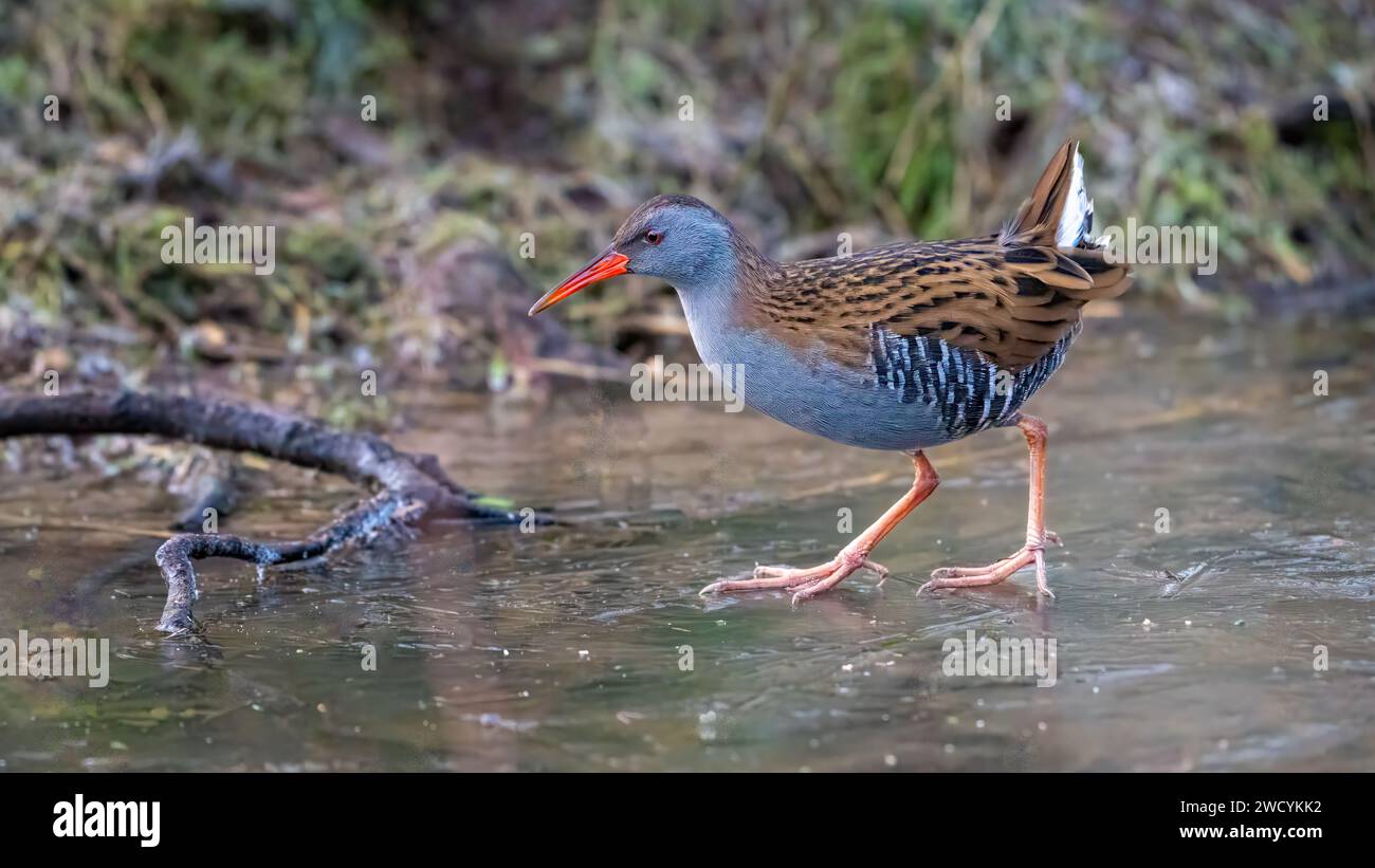Water Rail (Rallus aquaticus) Walking on Ice Stock Photo - Alamy