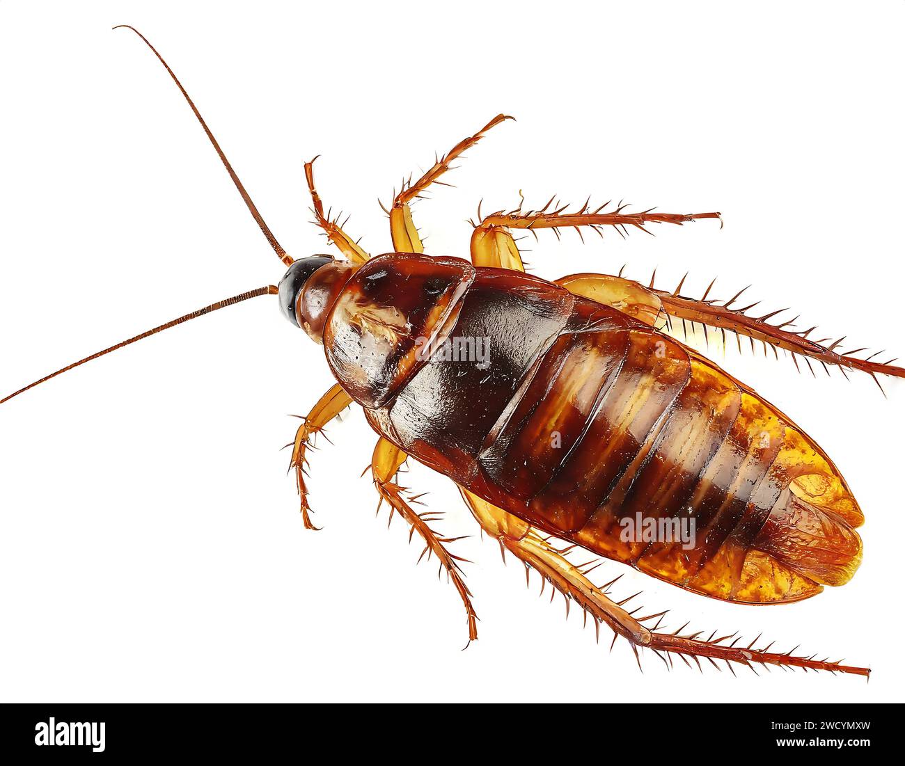 Roach home Cut Out Stock Images & Pictures - Alamy