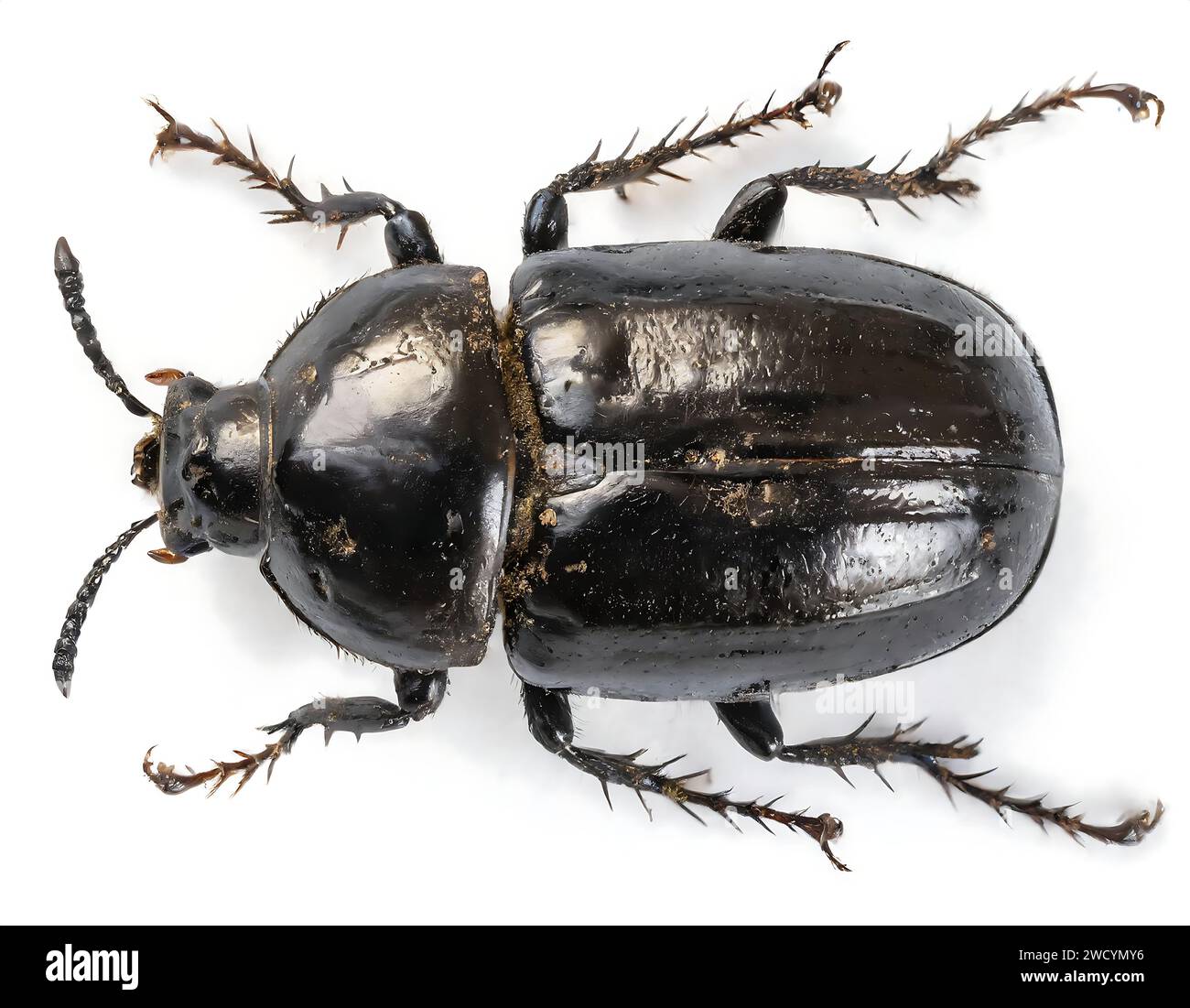 a dung beetle from above isolated on a white background. High quality ...