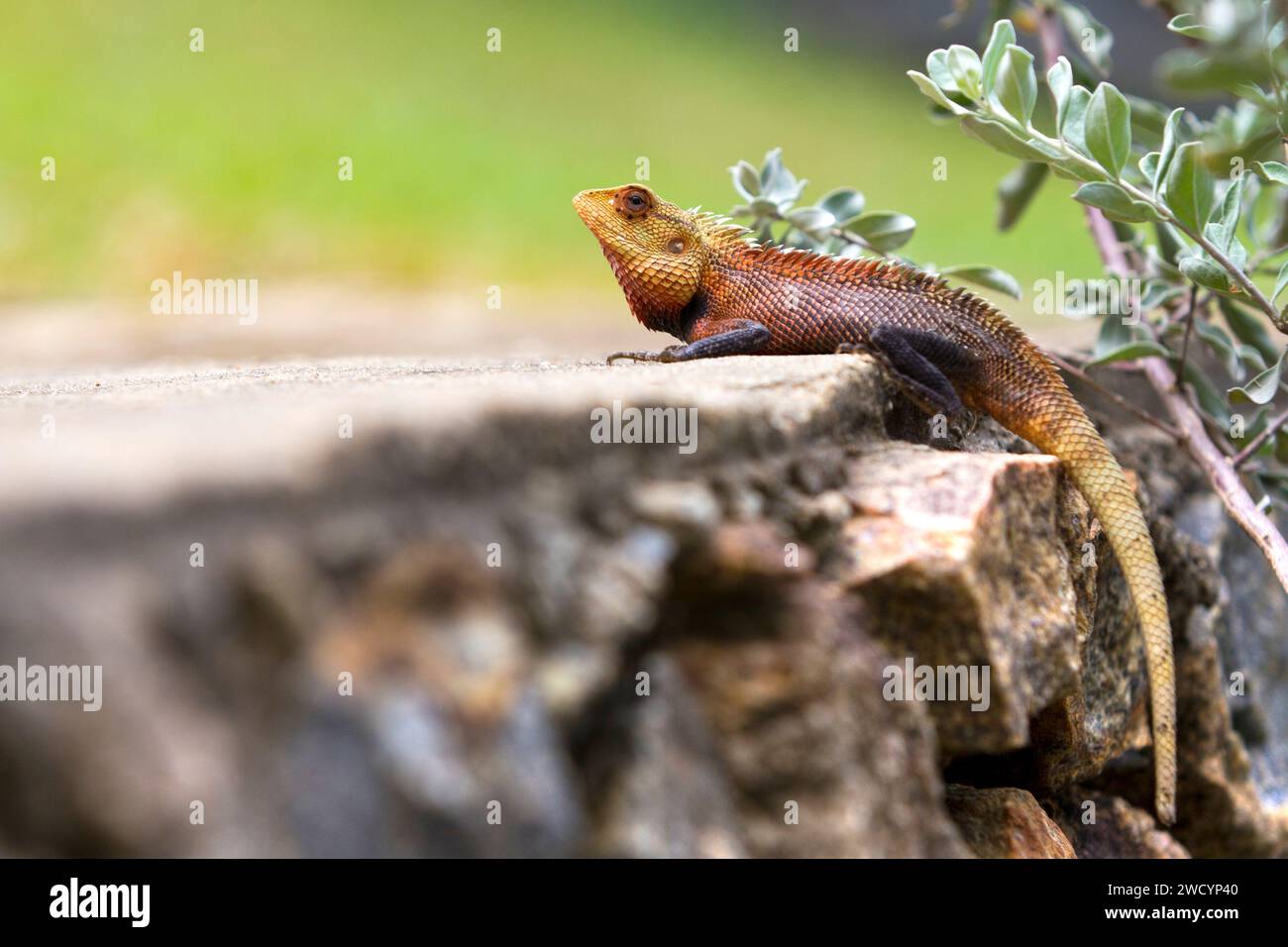 Beautiful brown headed lizard or some kind of a chameleon standing ...