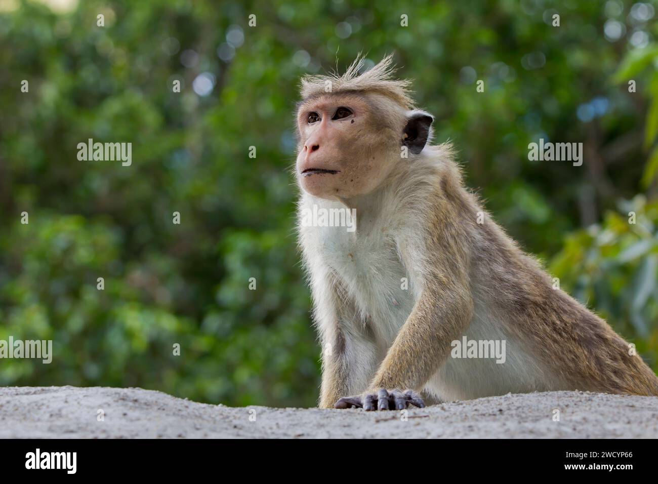Portrait of a curious monkey looking to the side. Also known as Rhesus ...