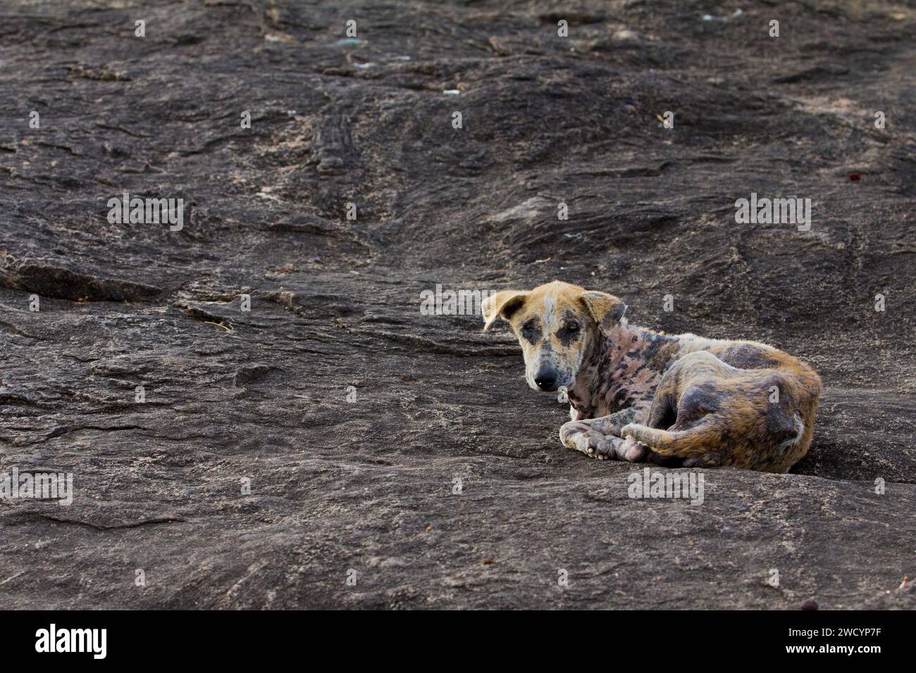 Dog with scabies disease lying on the ground Stock Photo - Alamy