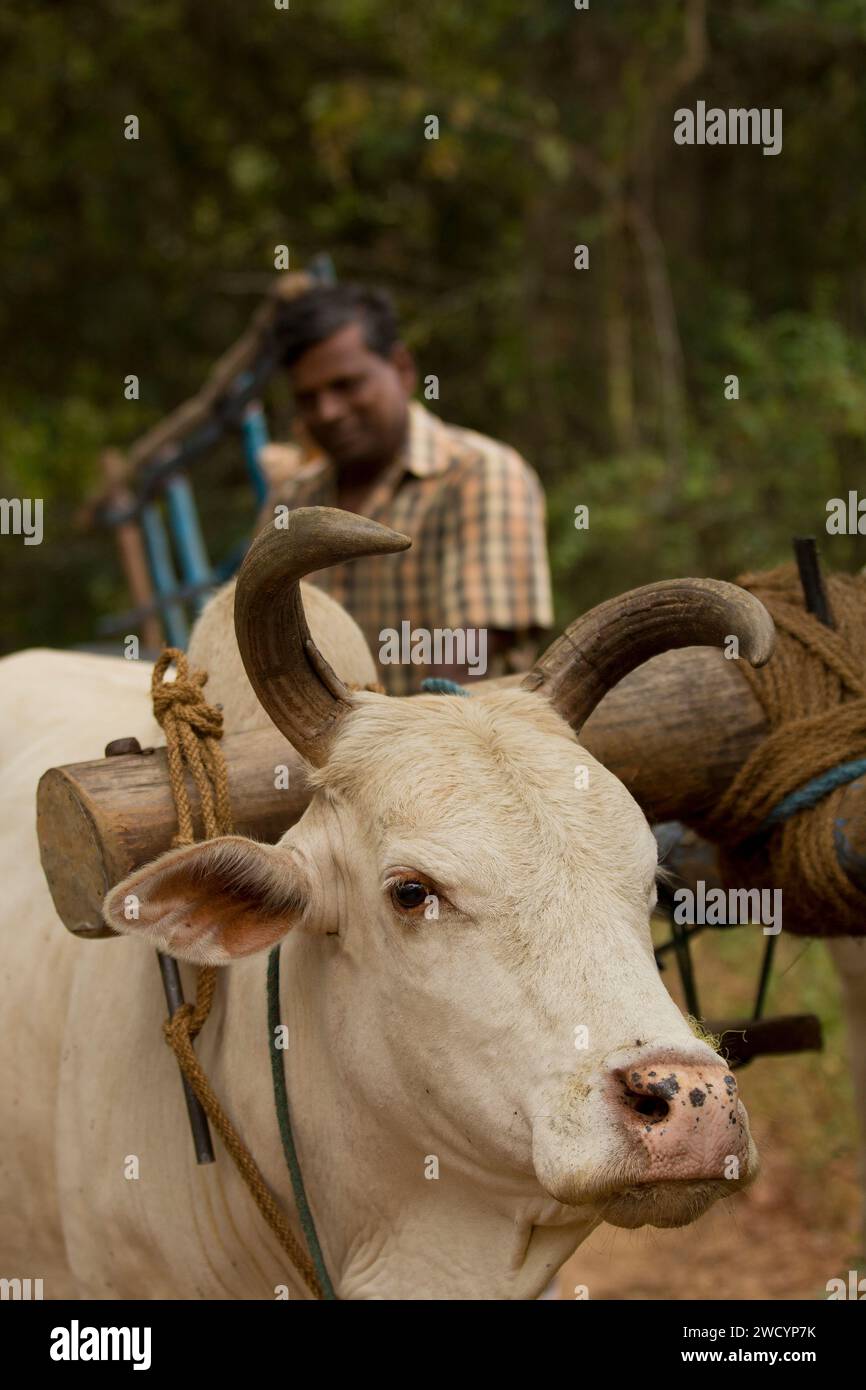 Hard physical labor hi-res stock photography and images - Alamy
