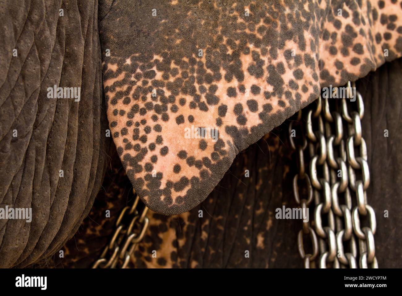 Elephant bound in chains in captivity. Close-up shot of the ear and the ...