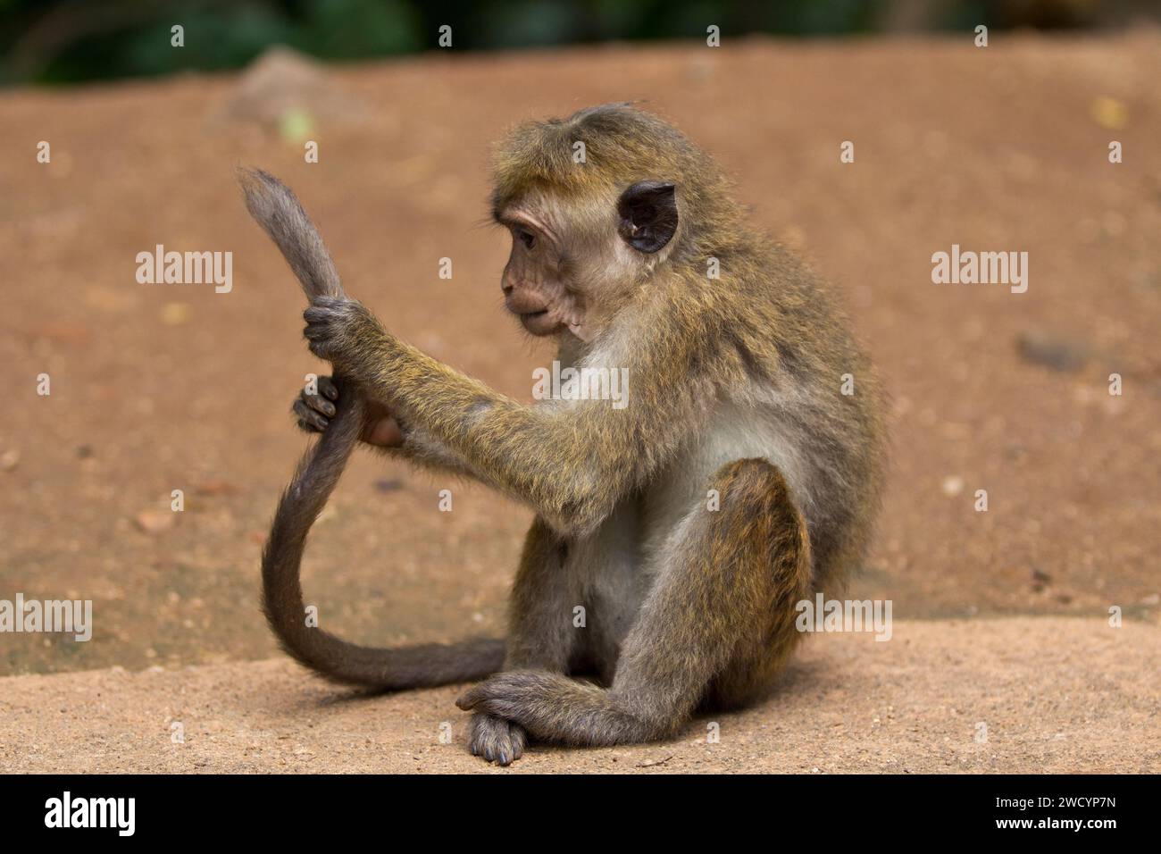 Funny monkey hi-res stock photography and images - Alamy