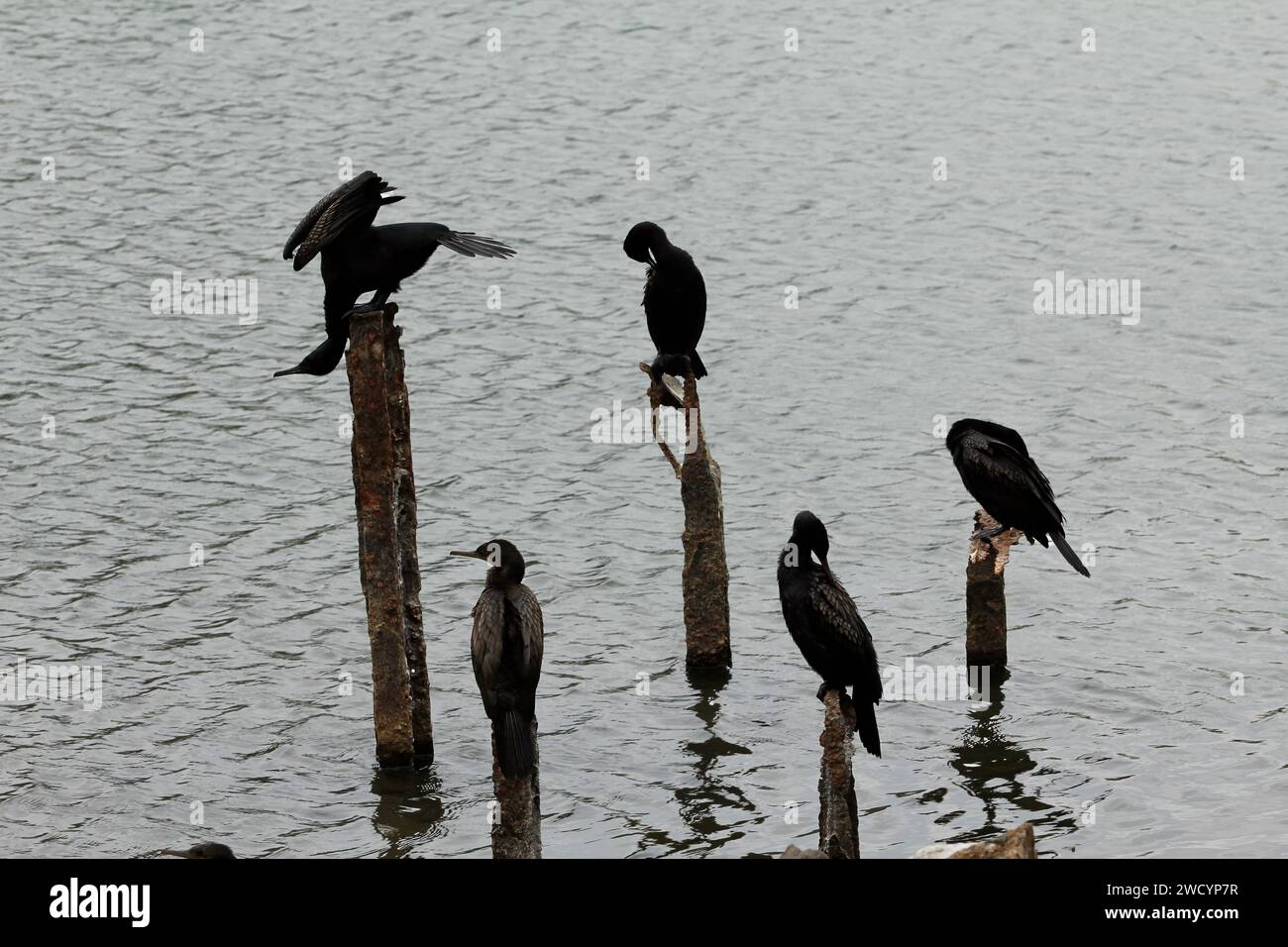 Group of Cormorant birds standing on pillars in the middle of the lake ...