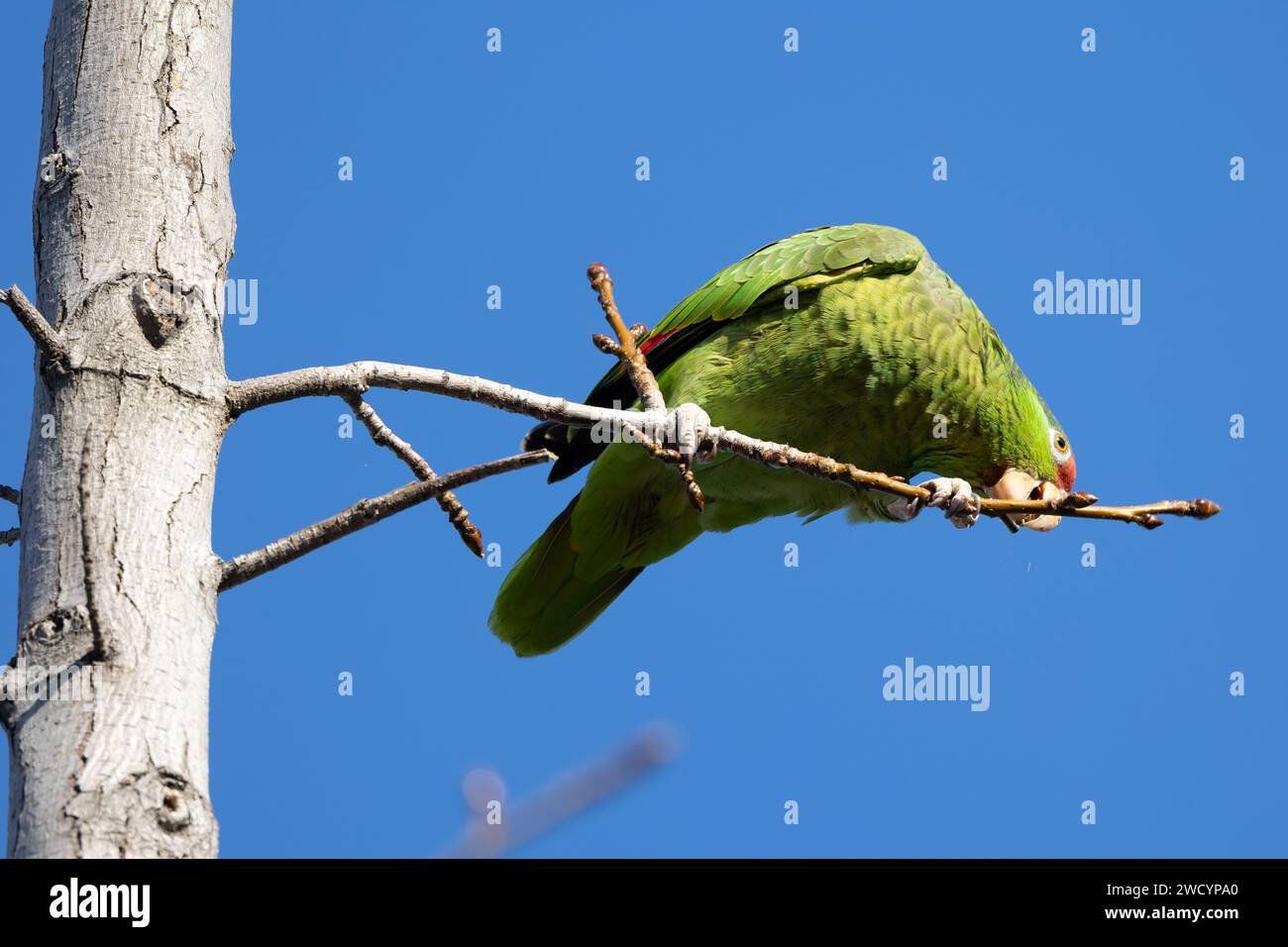 Red crowned parrot eating in a sweetgum tree Stock Photo - Alamy