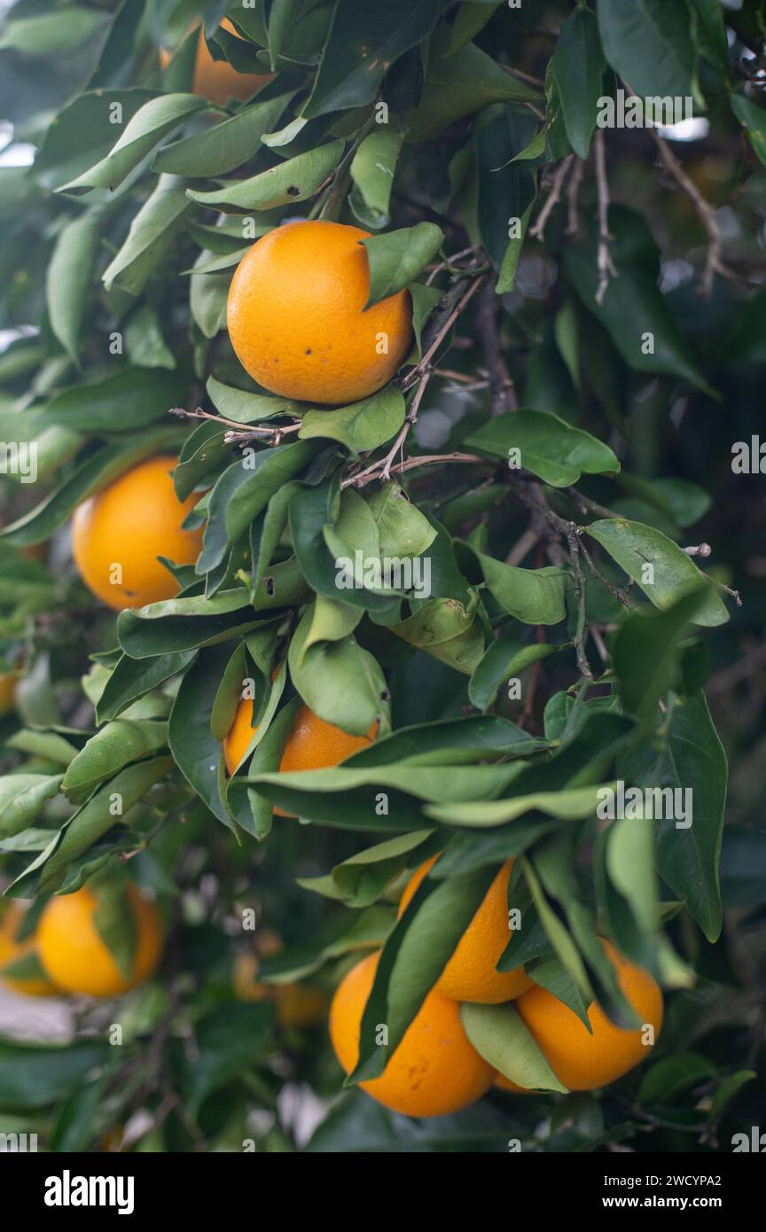 Oranges plant hi-res stock photography and images - Alamy