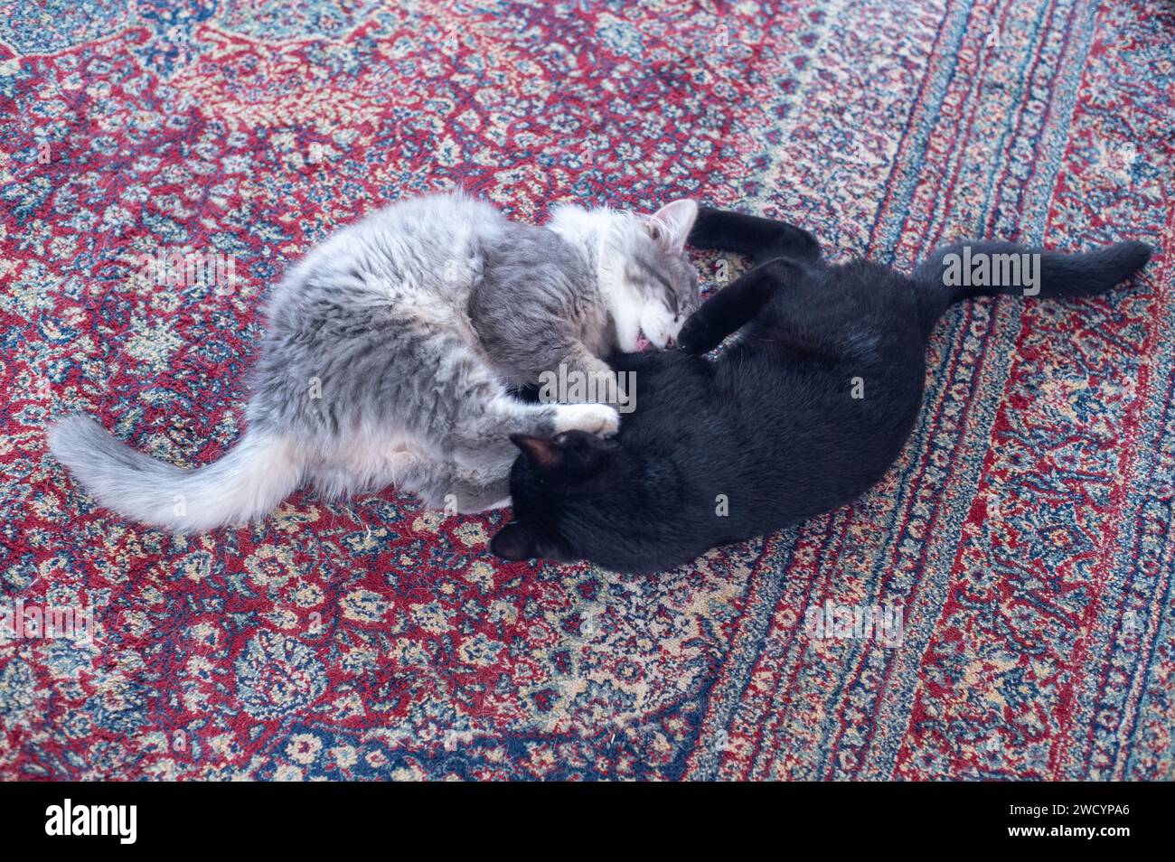 Two kittens sleeping on a rug Stock Photo - Alamy
